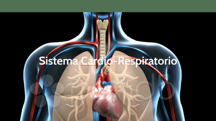 Sistema Cardio - Respiratorio by John Ross on Prezi