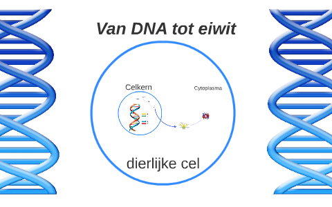 De weg van DNA tot eiwit by Melanie Christerus on Prezi