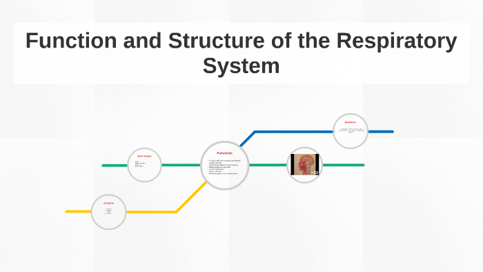 Function and Structure of the Respiratory System by Jessica Beard on Prezi