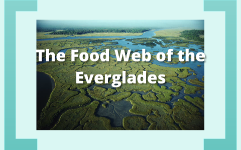 The Everglades Food Web by Emily S on Prezi
