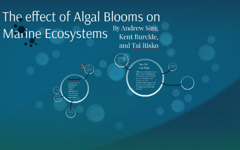 The effect of Algal Blooms on Marine Ecosystems by Andrew Sim on Prezi