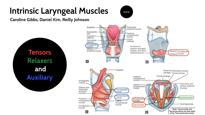 Anatomy Case by Reilly Johnson on Prezi
