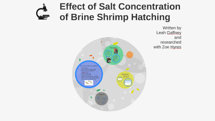 Effect of Salt Concentration of Brine Shrimp Hatching by Leah Gaffney ...