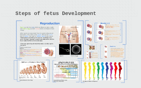Steps of fetus Development by Ha young Jeoung on Prezi