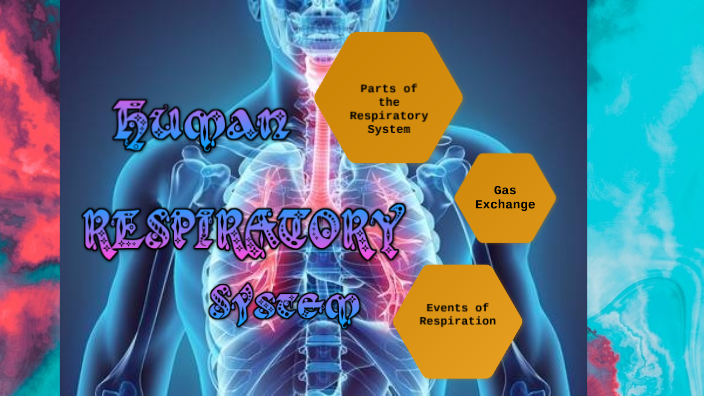 Human Respiratory System by Kenneth Potoy on Prezi