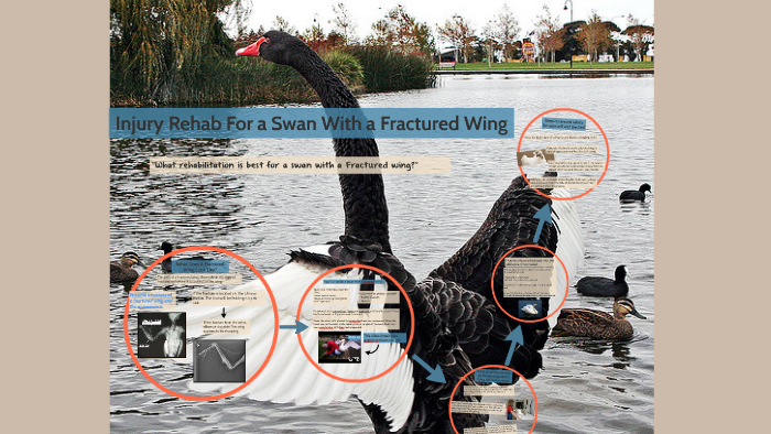 Injury rehab with a bird with a broken wing by Madison Marchildon on Prezi
