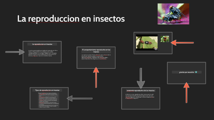 la reproduccion en insectos by juan pablo mier ferrigno on Prezi