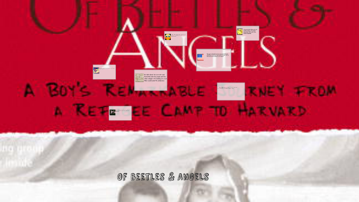 Of Beetles And Angels Themes | 39 Types of Beetles With Pictures and ...
