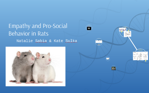 Empathy and Pro-Social Behavior in Rats by Natalie Sabia on Prezi