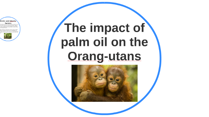 The impact of palm oil on the Orang-utans by Kristen Hammond on Prezi