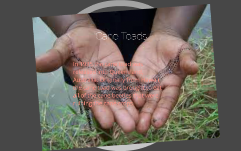 Invasive Species: Cane Toads by Jacob Reesor on Prezi
