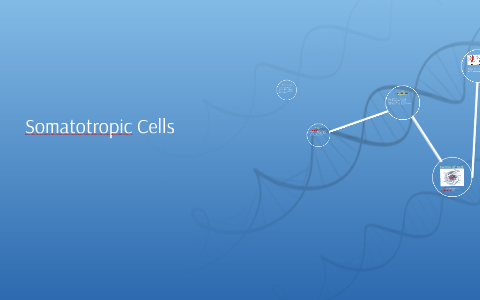 Somatotropic Cells by jacob gray on Prezi