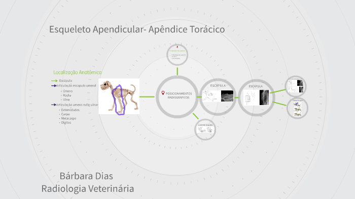 Esqueleto apendicular- Apêndice torácico by Bárbara Dias on Prezi