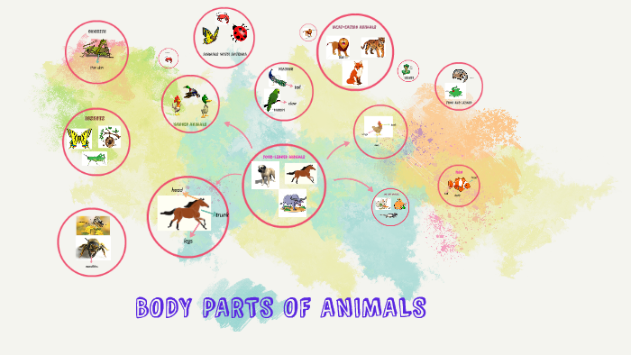 BODY PARTS OF ANIMALS by jason gadia on Prezi