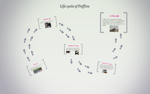 Atlantic Puffin Common Puffin Facts Diet Life Cycle