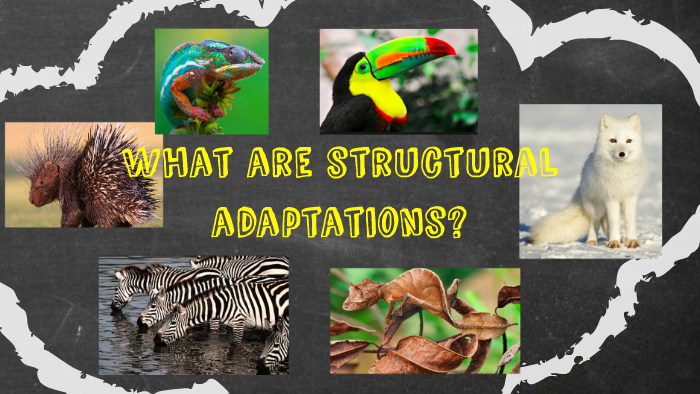 What are structural adaptations by christine pearsall