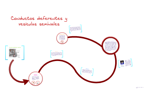 Conductos deferentes y vesiculas seminales by Isavo Arditto on Prezi