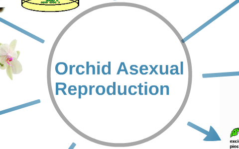 Orchids Asexual Reproduction by Ashleigh Laube on Prezi