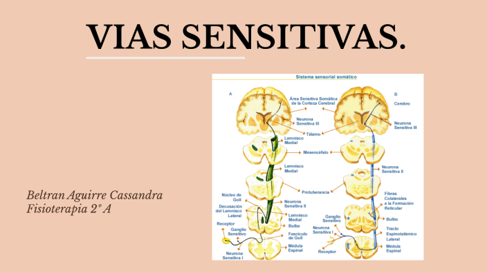 Vías sensitivas by Cassandra Beltran Aguirre on Prezi Vías sensitivas by Cassandra Beltran Aguirre on Prezi