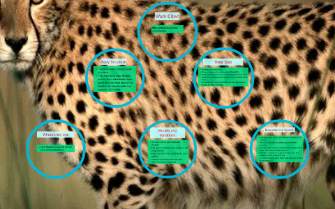 African Cheetahs by Sheree Nicholson by Sheree Nicholson on Prezi