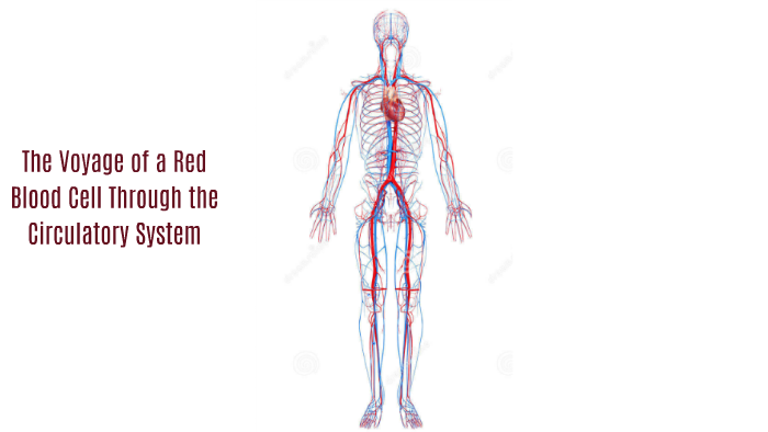 The Voyage of a Red Blood Cell Through the Circulatory Syste by hannah ...