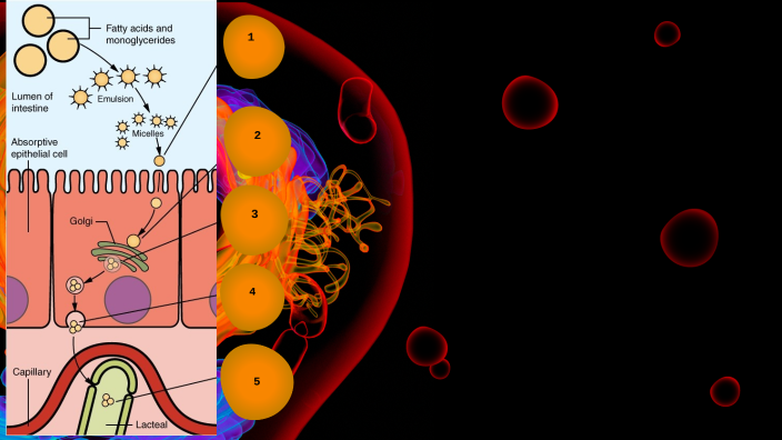 flow chart for the digestion of lipids and how they are absorbed by ...