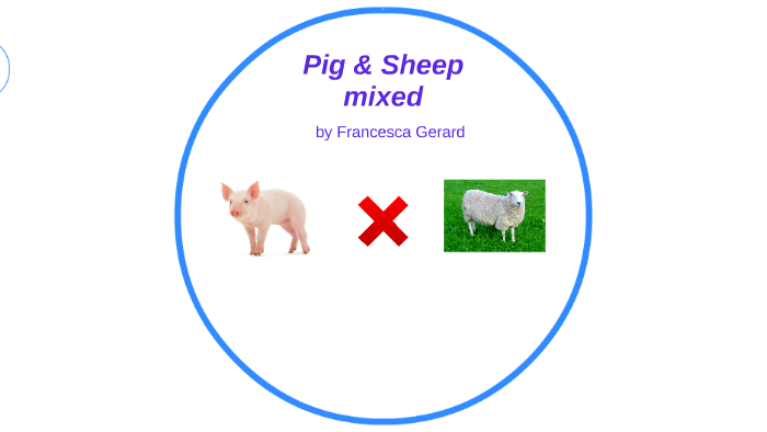 Pig & Sheep by Francesca Gerard on Prezi