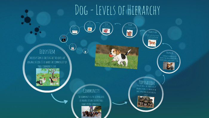 Dog - Levels of Hierarchy by Taylor Johnson on Prezi