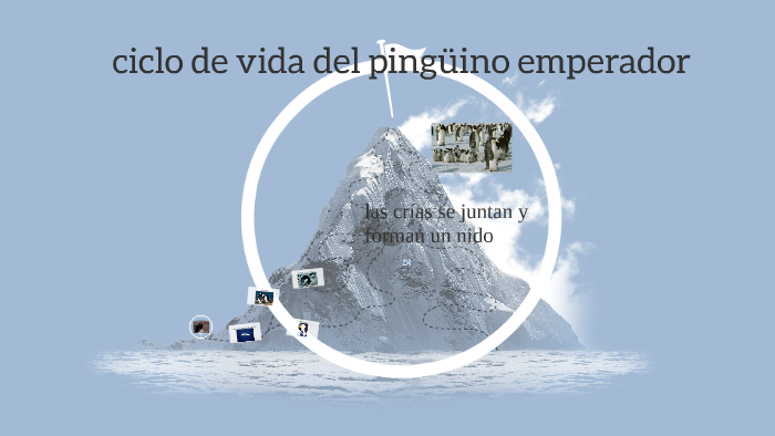 ciclo de vida del pingüino emperador by paula ulloa on Prezi