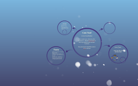 Cane toads life cycle and food chain by thomas stynes on Prezi