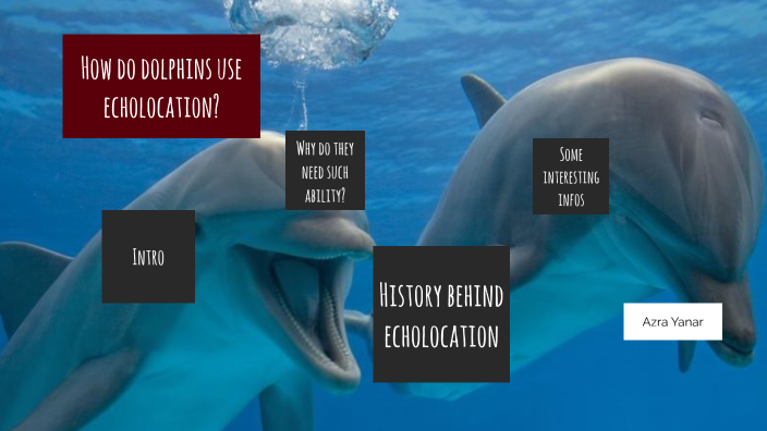 How do dolphins use echolocation? by HACER AZRA YANAR on Prezi