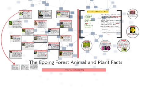 The Epping Forest Animals and Plants by Mae Uy on Prezi