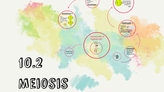10.2 Meiosis by Kacy Stuber on Prezi