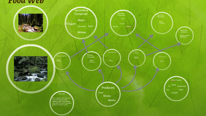 Food Web by mya pugh on Prezi