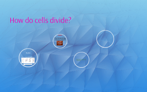 How do cells divide? by Savannah S on Prezi