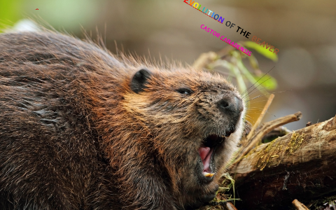 Evolution of the Beaver by Max Heimerman on Prezi