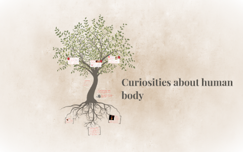 Curiosities about human body by David Artavia on Prezi