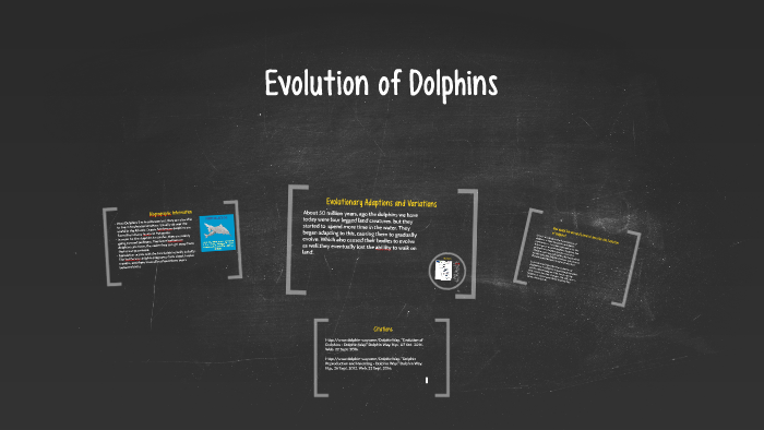Evolution of Dolphins by Brianna Byrd on Prezi
