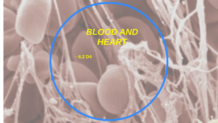 IB D4 6.2 BLOOD AND HEART by Peter Gulian on Prezi