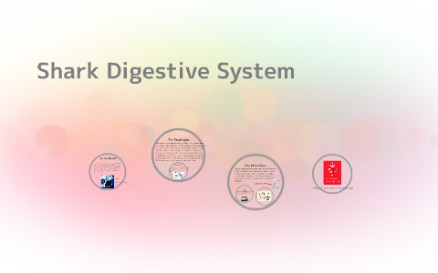 Shark Digestive System by Riddho Bhuiyan on Prezi