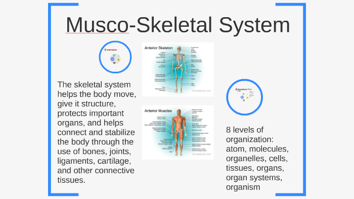 Musco-Skeletal System by Evan Boi on Prezi