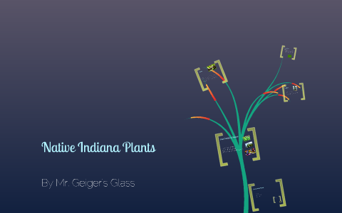 Native Indiana Plants by Stephanie Edelen on Prezi
