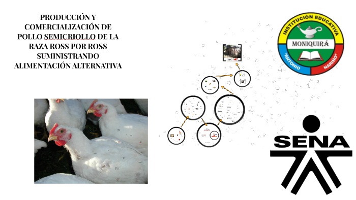PRODUCCIÓN Y COMERCIALIZACIÓN DE POLLO SEMICRIOLLO DE LA RAZ by NIXON ...