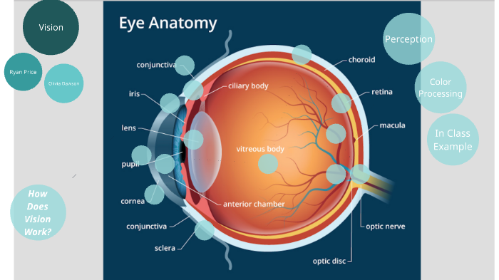 Vision: Psychology by Olivia Dawson on Prezi