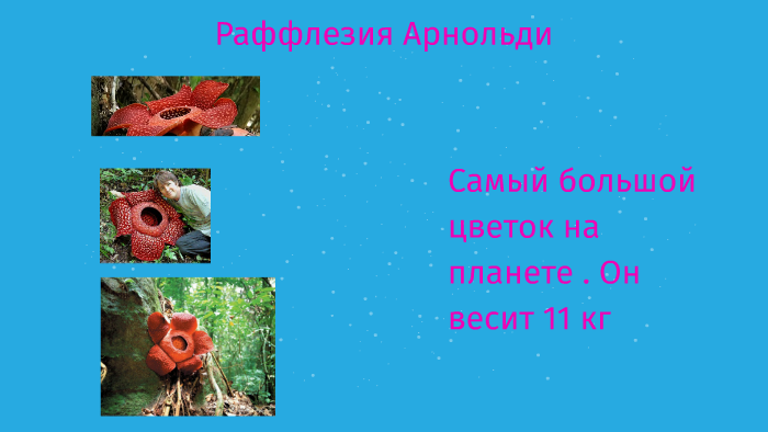 FLOWERS by Ibraeva Saliya