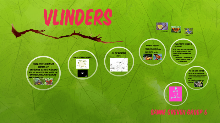 Vlinders by Romy Greven on Prezi