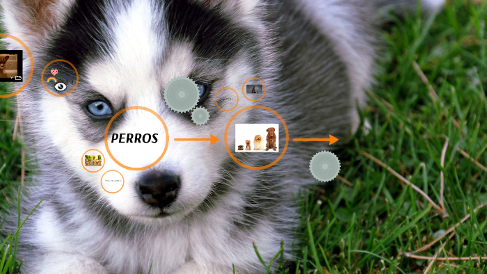PERROS by laura Andreoli on Prezi