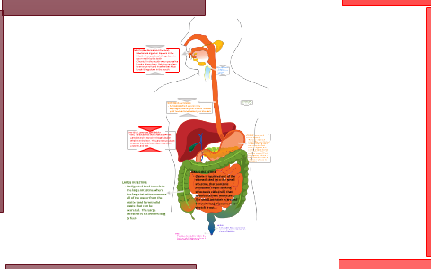 The Digestive System by Patrick Breslin on Prezi