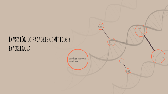 Expresión de factores genéticos y experiencia by luisa muñoz on Prezi