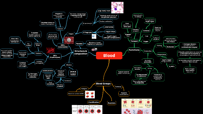 Blood - Concept Map by Prab Nathan on Prezi